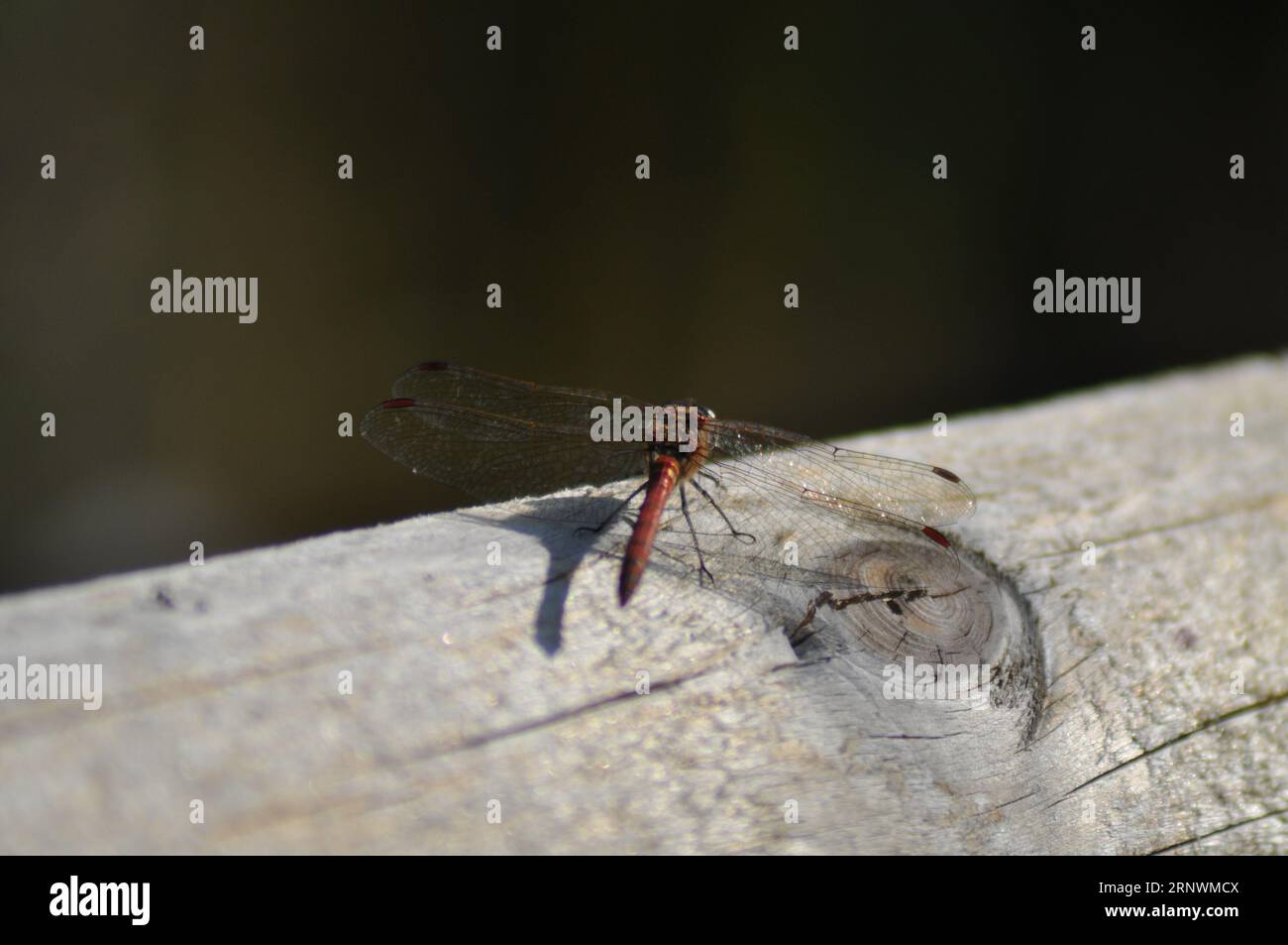 An orange Damselfly resting on wooden with wings wide open Stock Photo ...