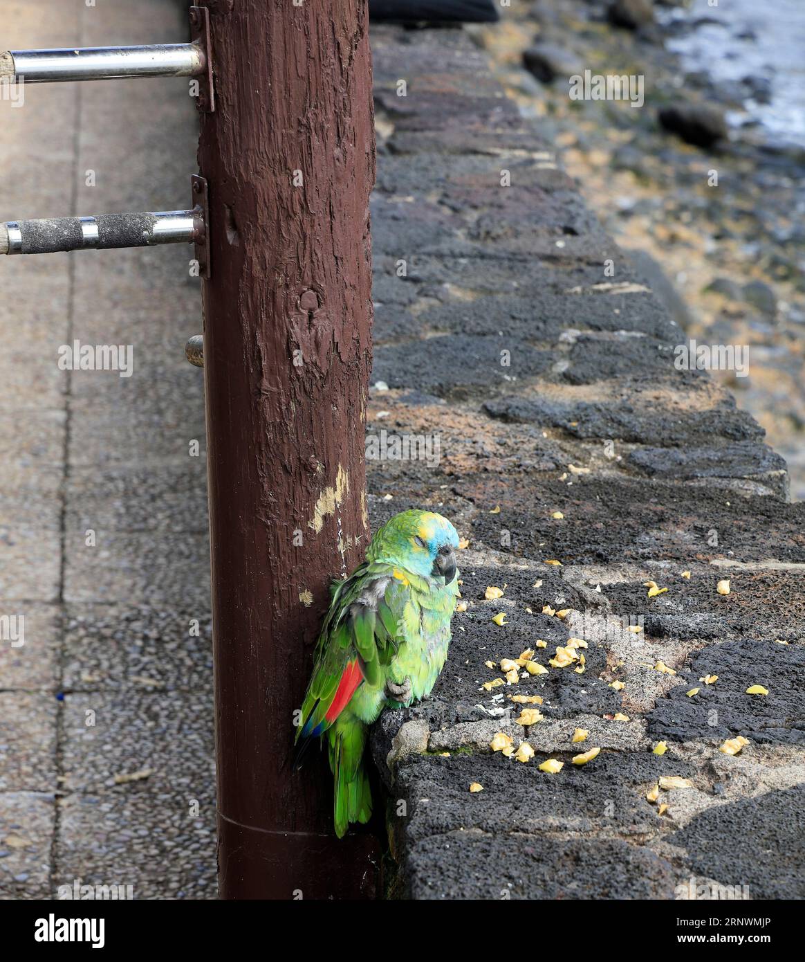 Small old green tame parrot / parakeet outside a bar in Playa Blanca ...