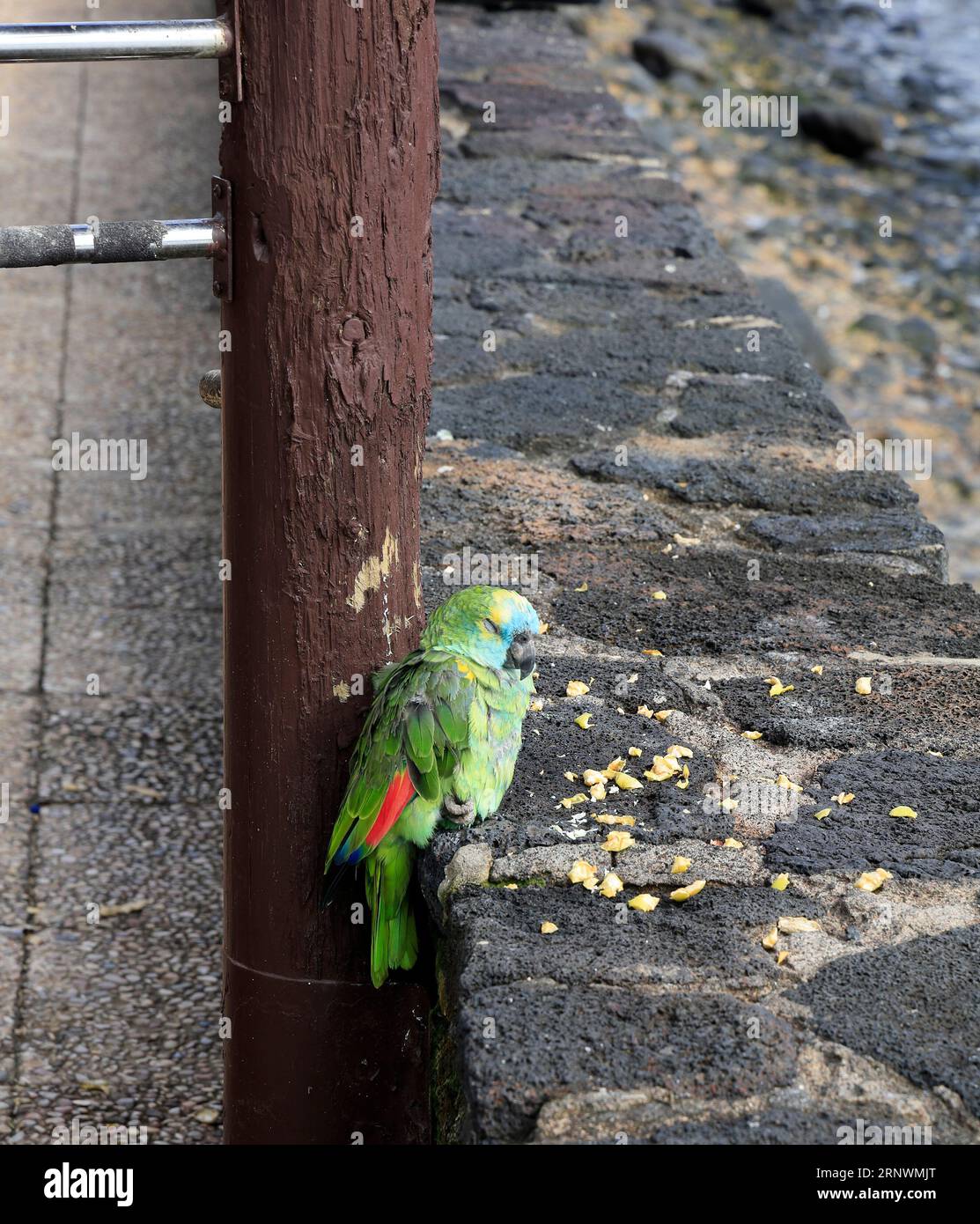 Small old green tame parrot / parakeet outside a bar in Playa Blanca ...