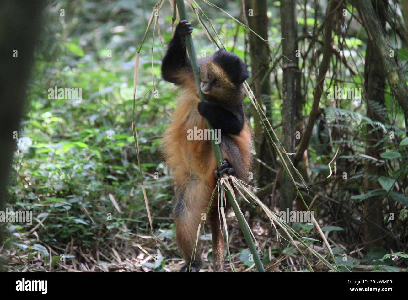 Monkey distribution hi-res stock photography and images - Alamy