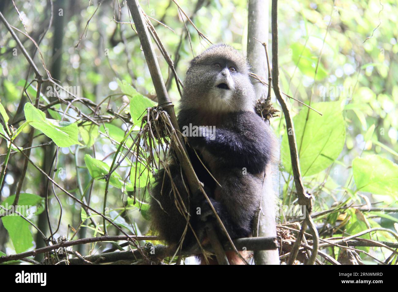 Monkey distribution hi-res stock photography and images - Alamy