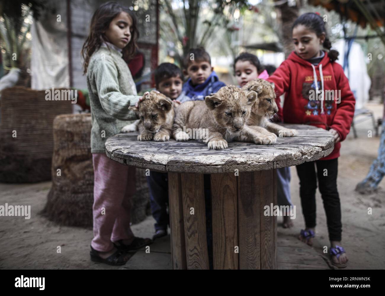 Mideast gaza rafah lion hi-res stock photography and images - Alamy