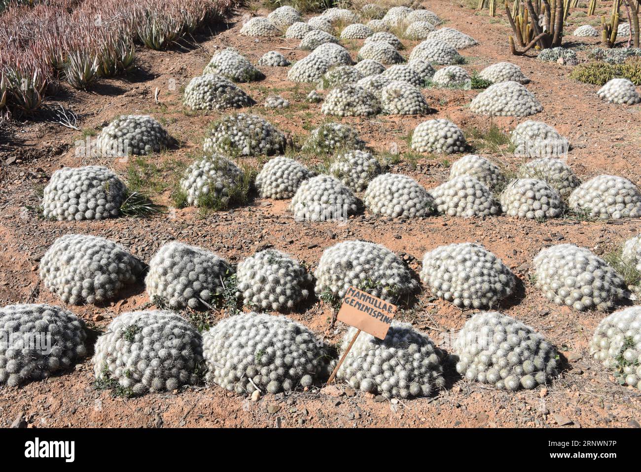 Marrakech, Morocco - Feb 25, 2023: Colourful cactus species growing at ...