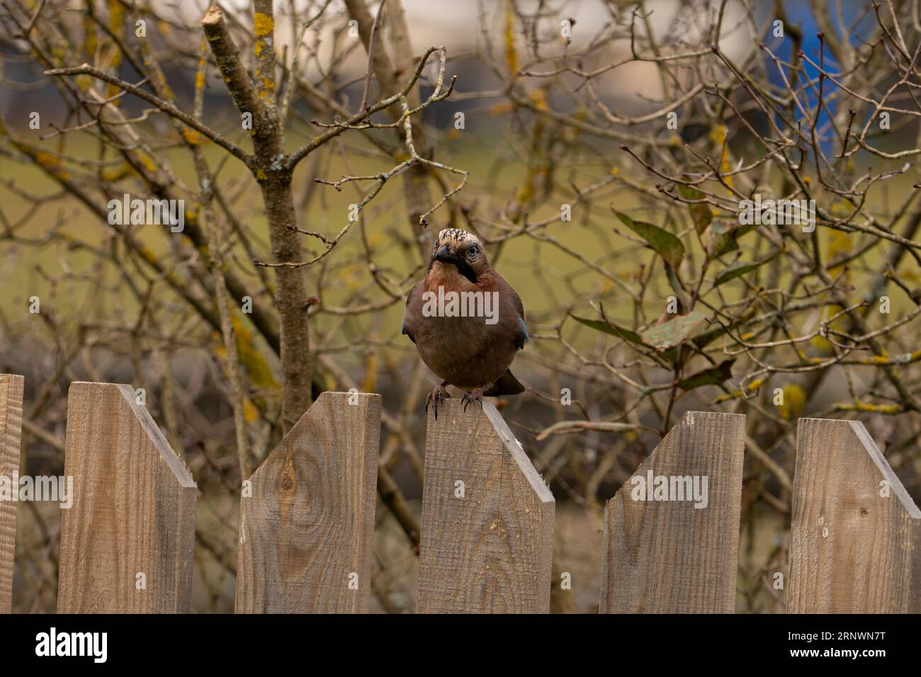 Garrulus glandarius Genus Garrulus Family Corvidae Eurasian Jay wild ...