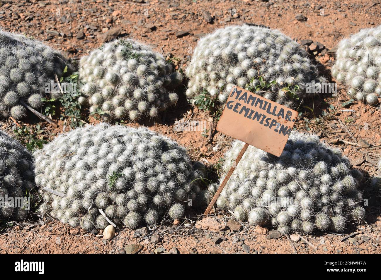 Marrakech, Morocco - Feb 25, 2023: Colourful cactus species growing at ...