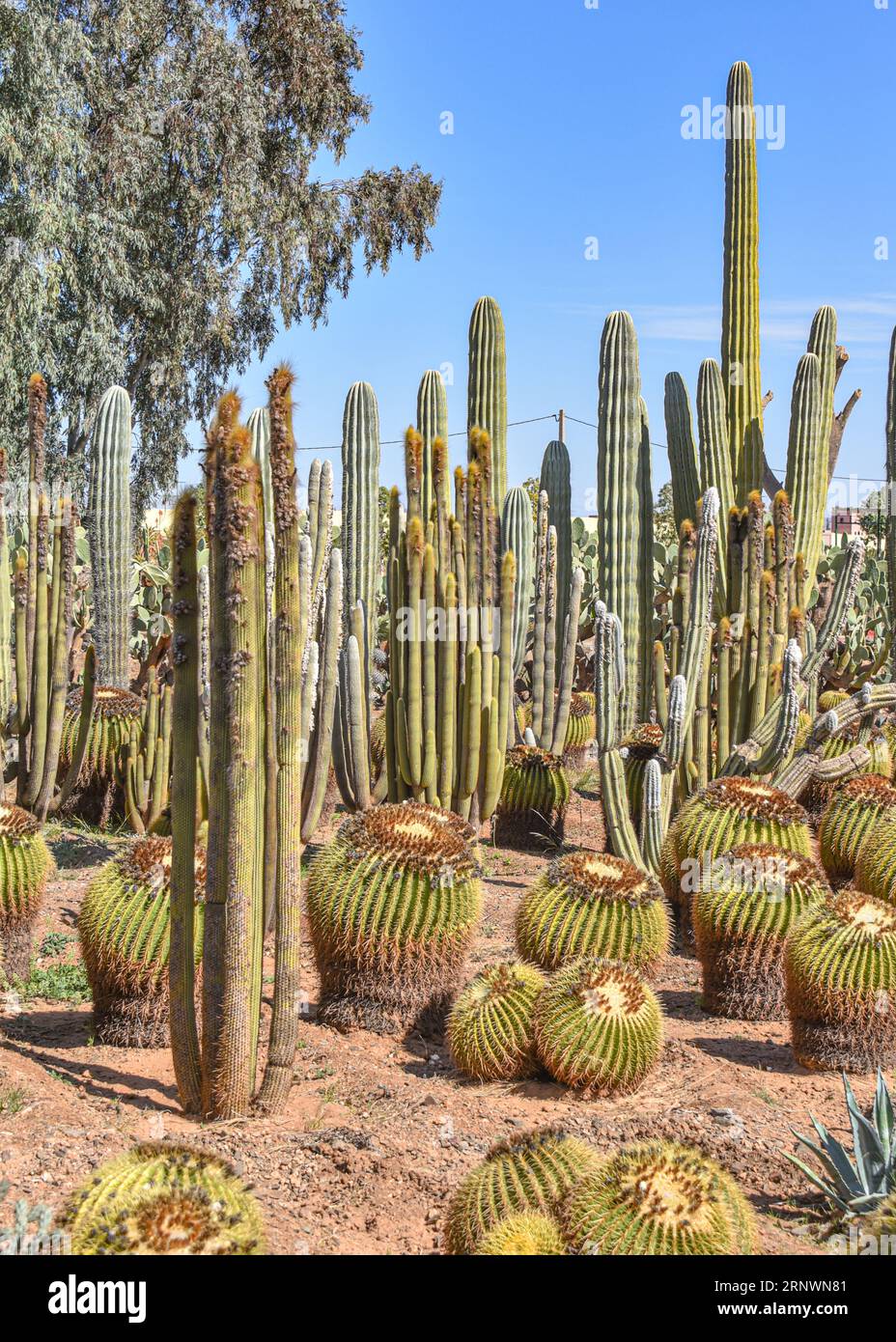 Marrakech, Morocco - Feb 25, 2023: Colourful cactus species growing at ...