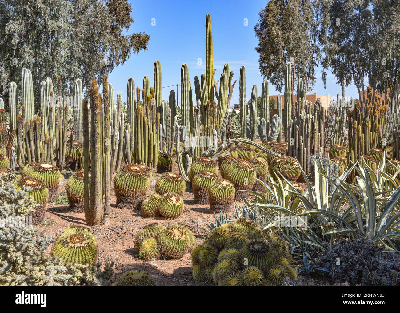 Marrakech, Morocco - Feb 25, 2023: Colourful cactus species growing at ...