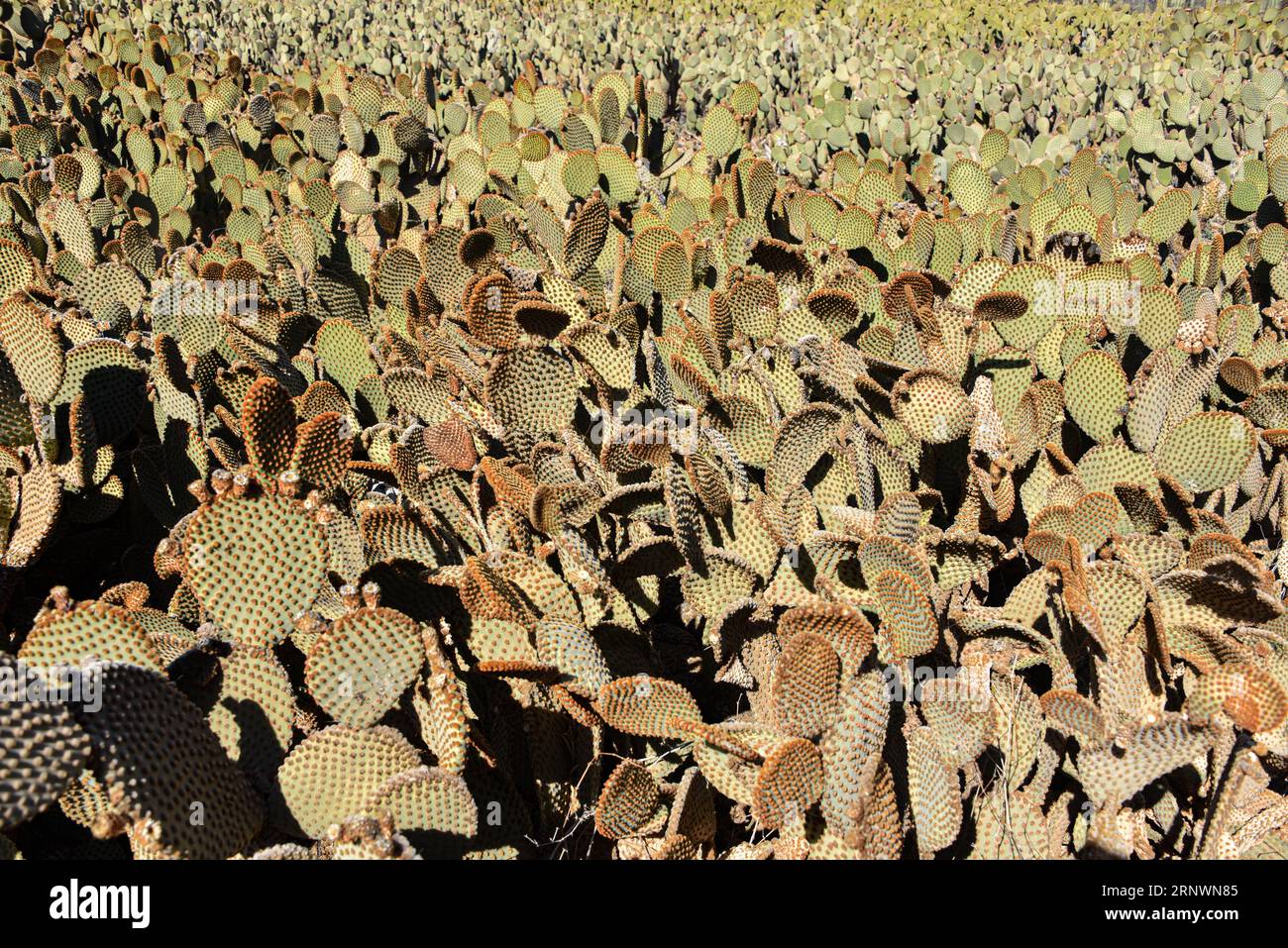 Marrakech, Morocco - Feb 25, 2023: Colourful cactus species growing at ...