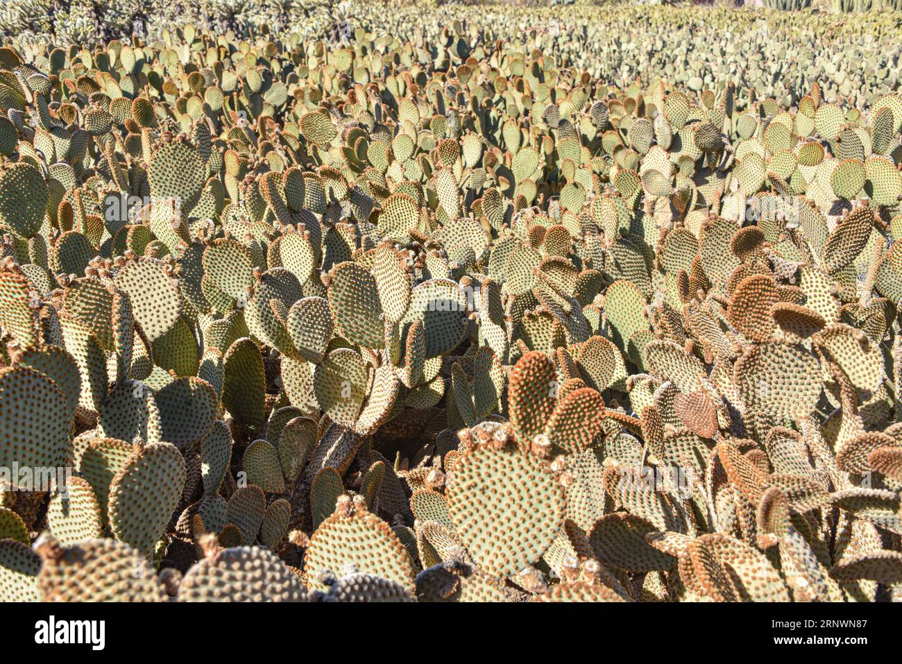 Marrakech, Morocco - Feb 25, 2023: Colourful cactus species growing at ...