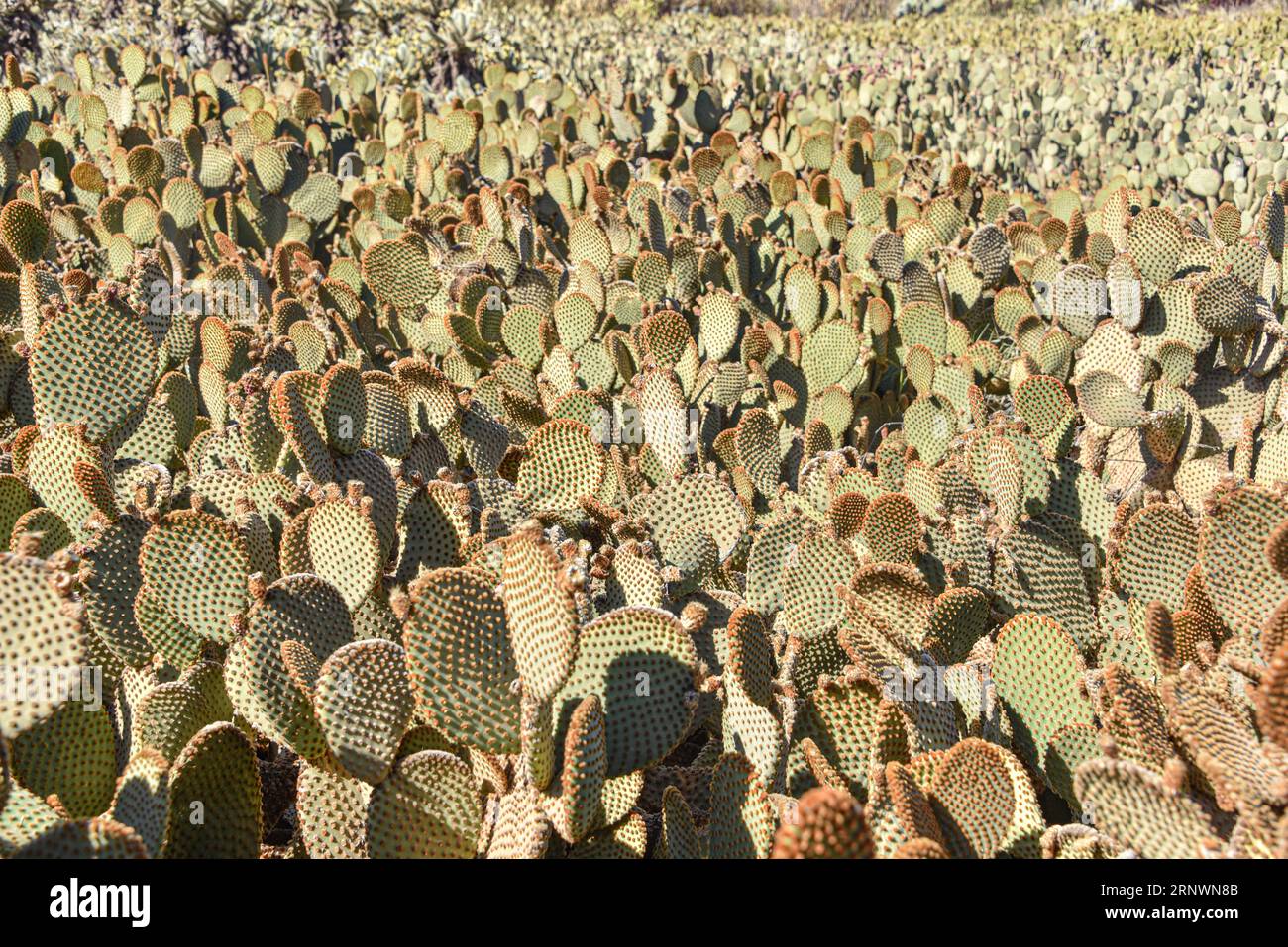 Marrakech, Morocco - Feb 25, 2023: Colourful cactus species growing at ...
