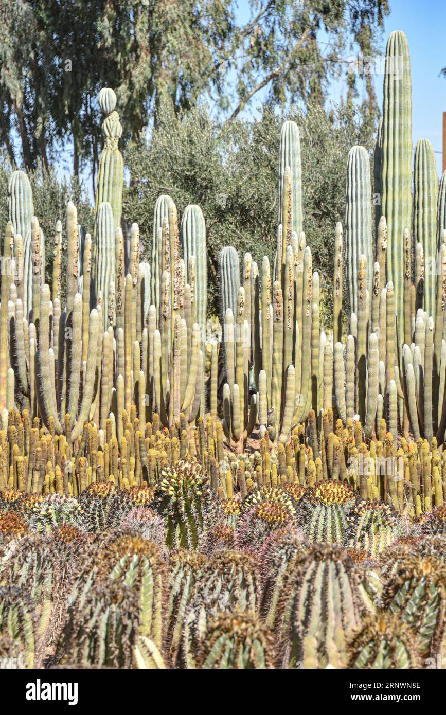 Marrakech, Morocco - Feb 25, 2023: Colourful cactus species growing at ...