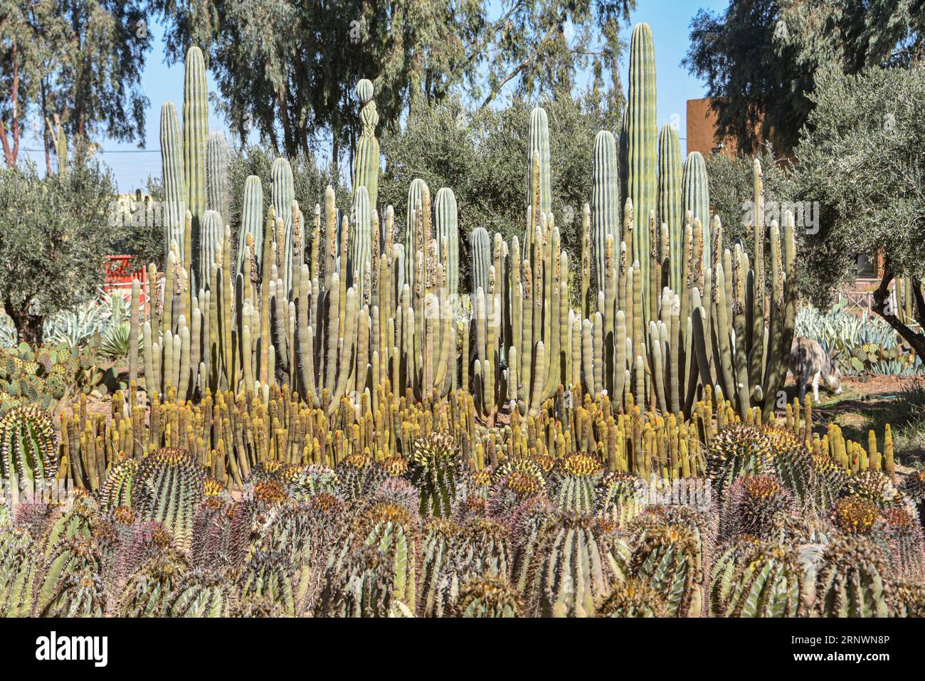 Marrakech, Morocco - Feb 25, 2023: Colourful cactus species growing at ...