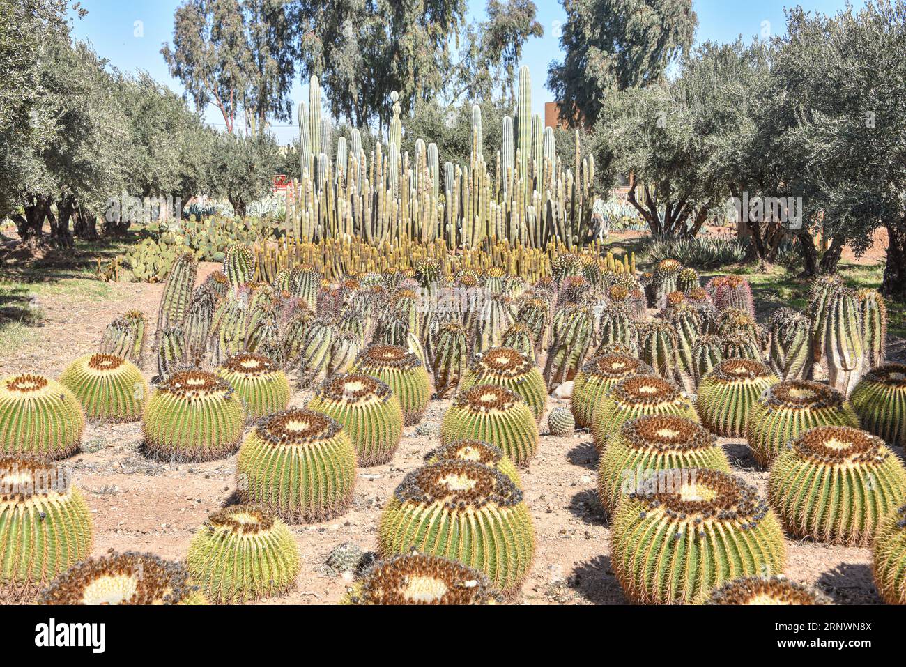Marrakech, Morocco - Feb 25, 2023: Colourful cactus species growing at ...