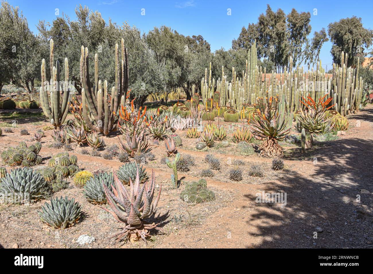 Marrakech, Morocco - Feb 25, 2023: Colourful cactus species growing at ...