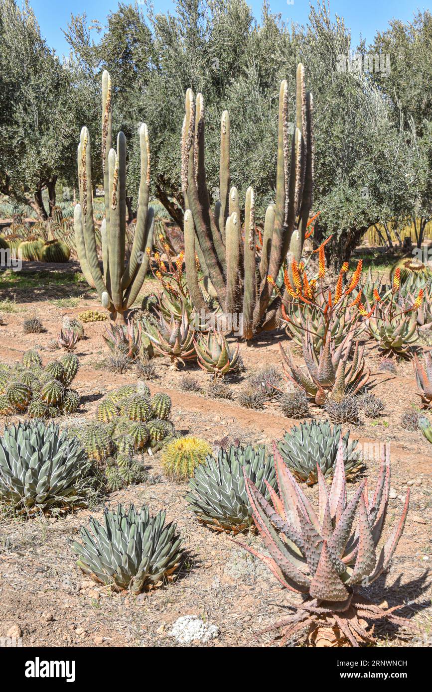 Marrakech, Morocco - Feb 25, 2023: Colourful cactus species growing at ...