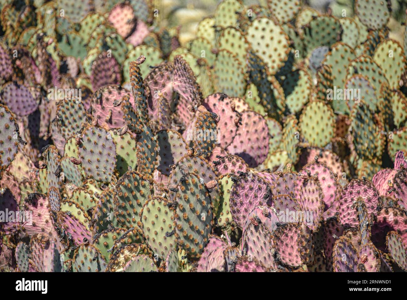 Marrakech, Morocco - Feb 25, 2023: Colourful cactus species growing at ...