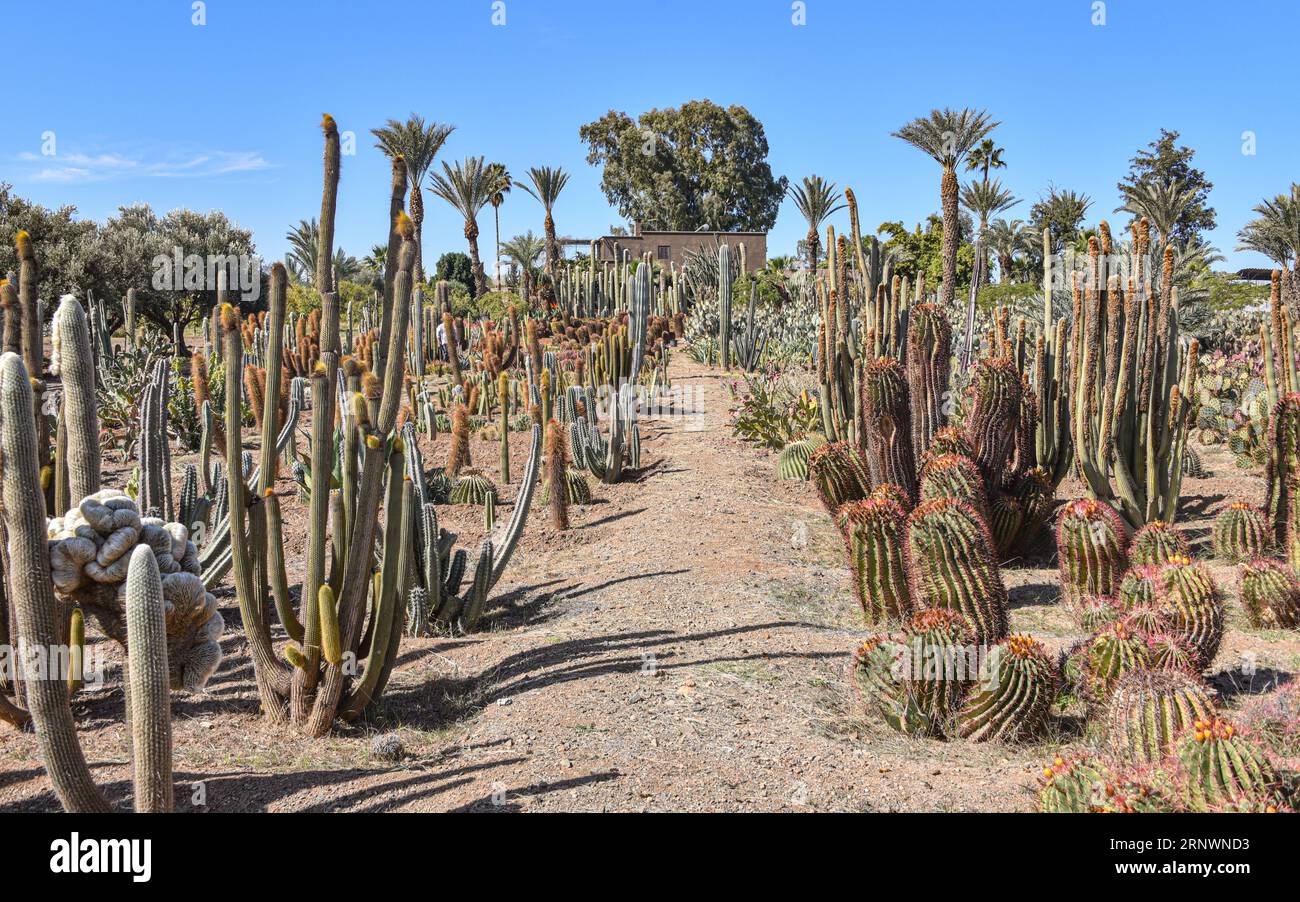 Marrakech, Morocco - Feb 25, 2023: Colourful cactus species growing at ...