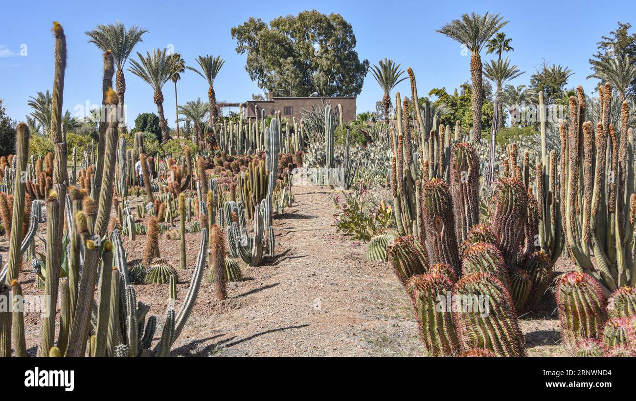 Marrakech, Morocco - Feb 25, 2023: Colourful cactus species growing at ...
