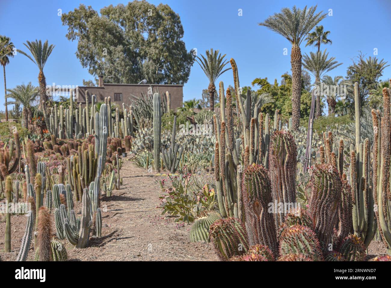 Marrakech, Morocco - Feb 25, 2023: Colourful cactus species growing at ...