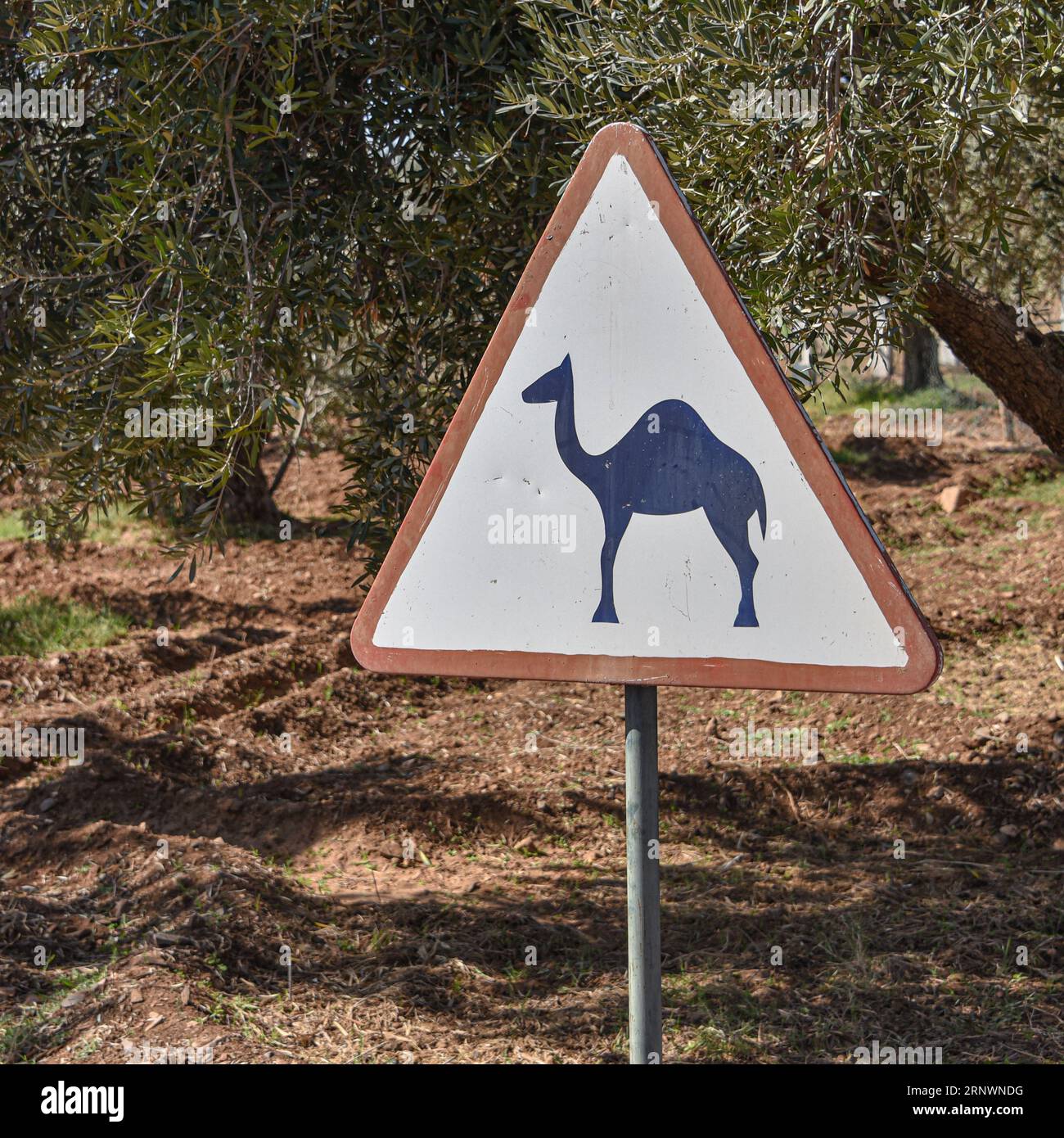 Marrakech, Morocco - Feb 25, 2023: A camel crossing warning sign Stock ...