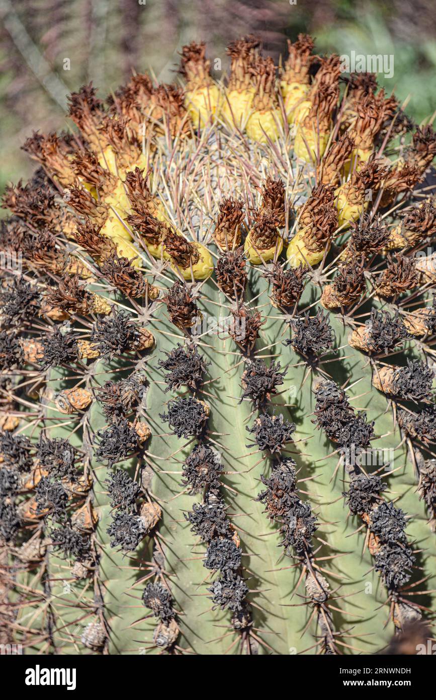 Marrakech, Morocco - Feb 25, 2023: Colourful cactus species growing at ...