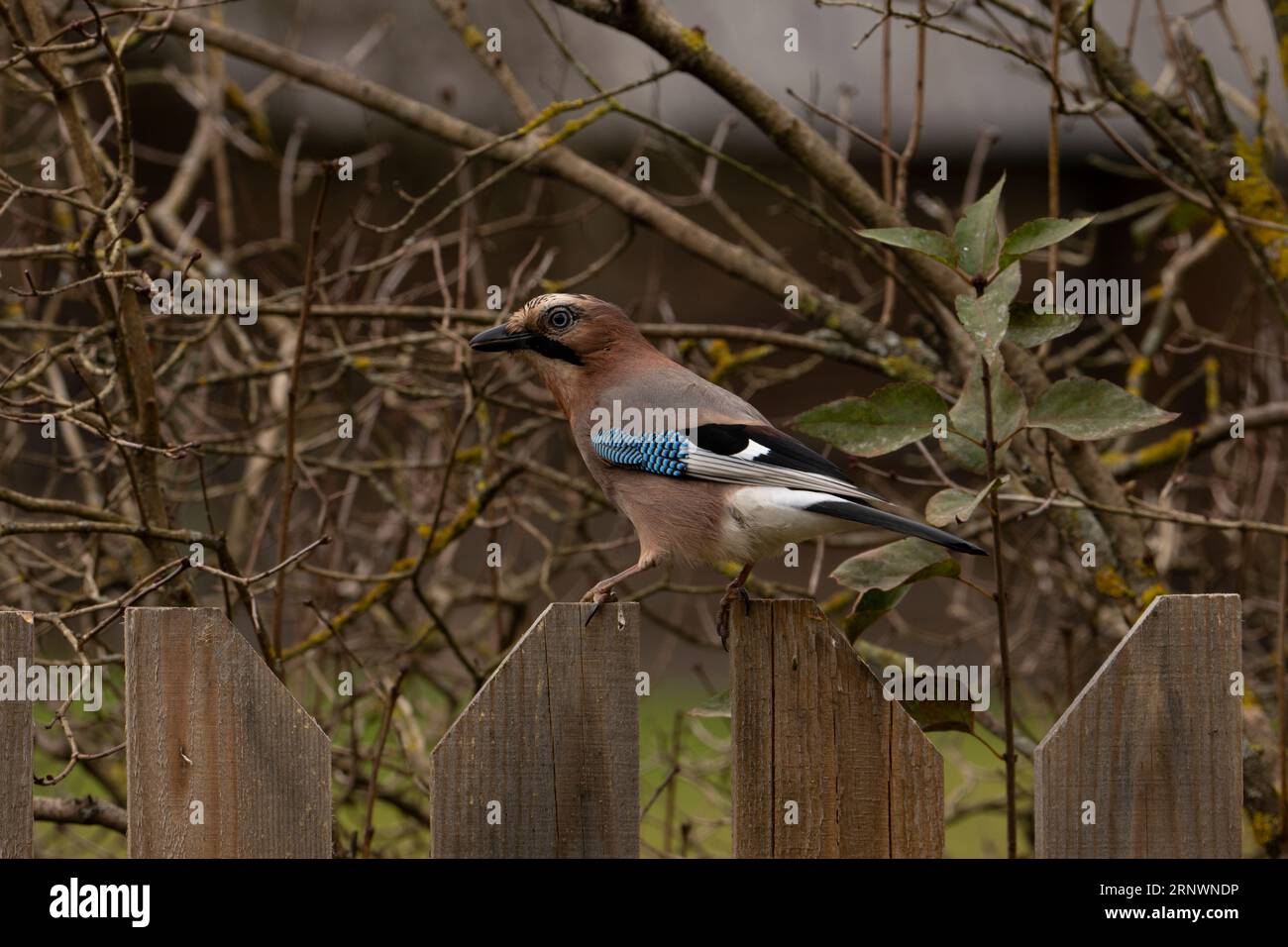 Garrulus glandarius Genus Garrulus Family Corvidae Eurasian Jay wild ...