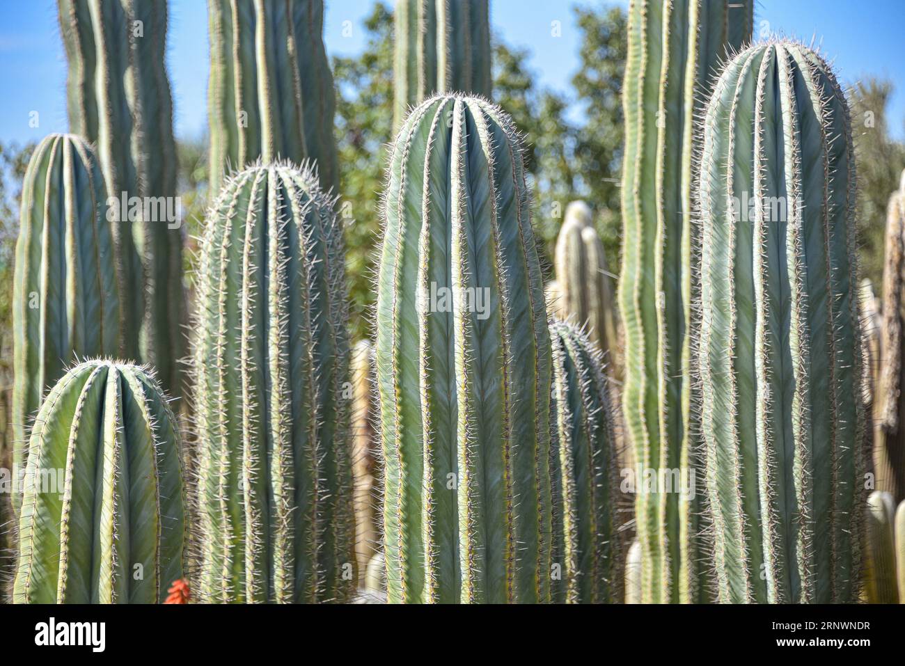 Marrakech, Morocco - Feb 25, 2023: Colourful cactus species growing at ...