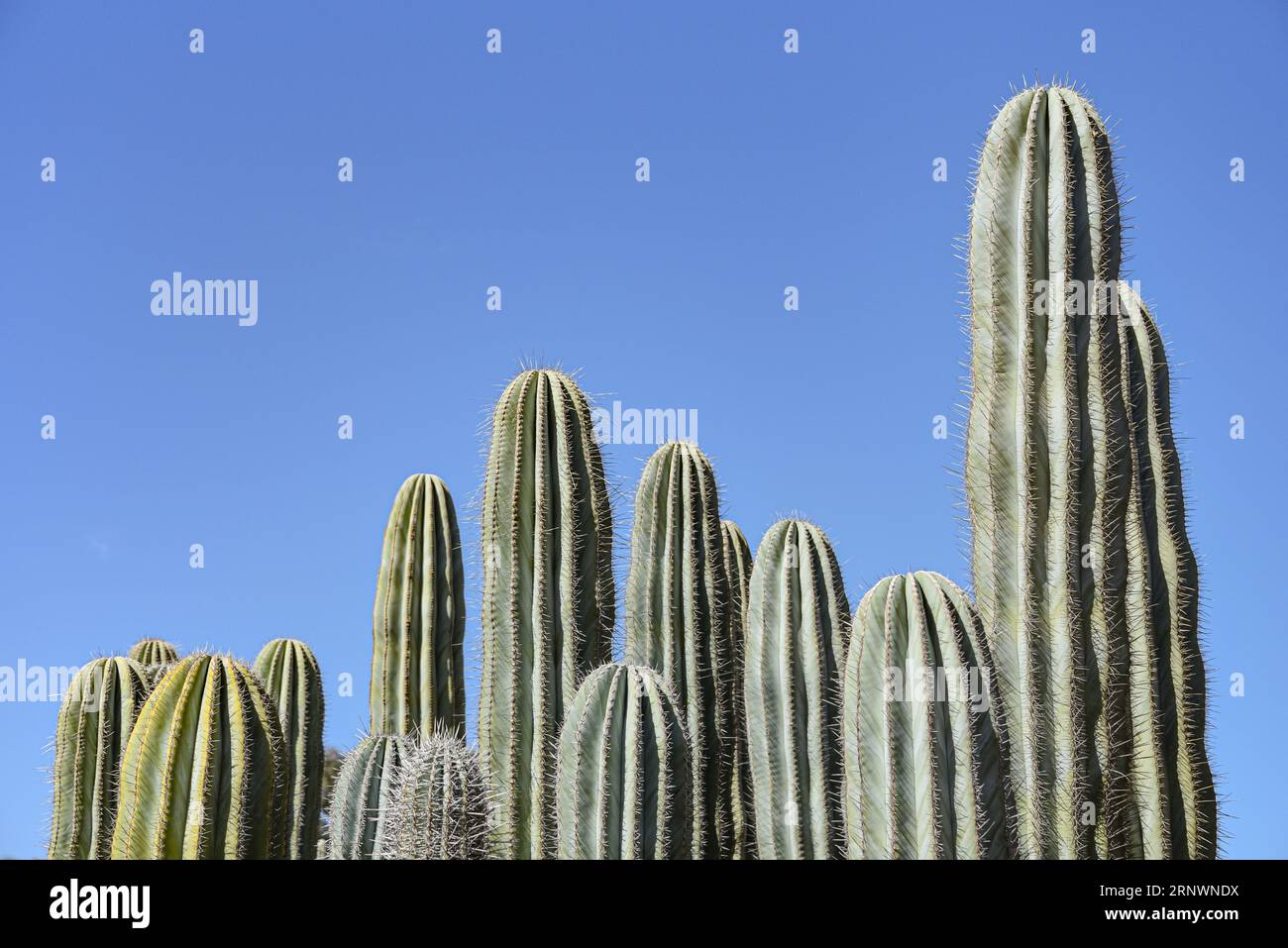 Marrakech, Morocco - Feb 25, 2023: Colourful cactus species growing at ...