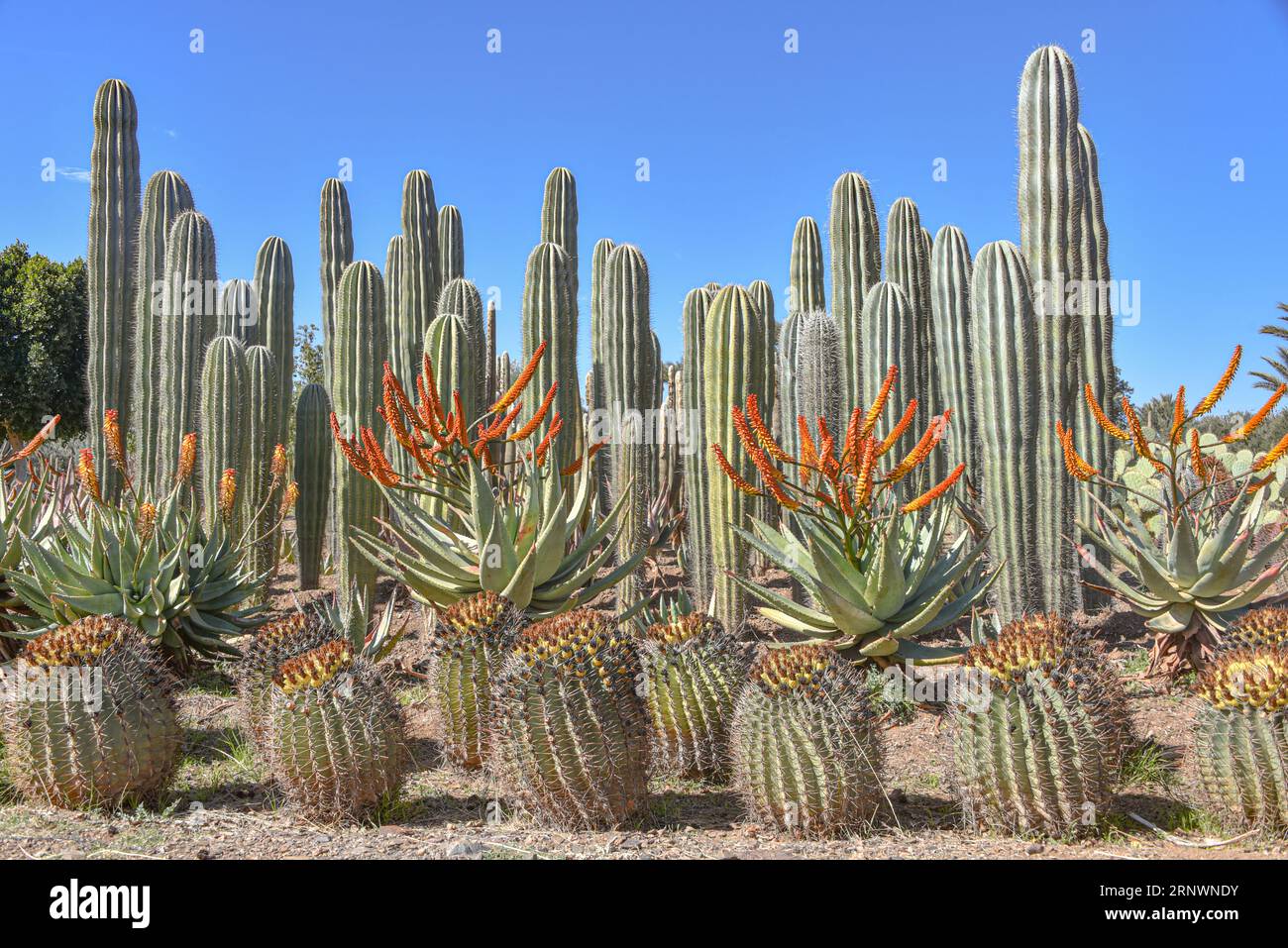 Marrakech, Morocco - Feb 25, 2023: Colourful cactus species growing at ...