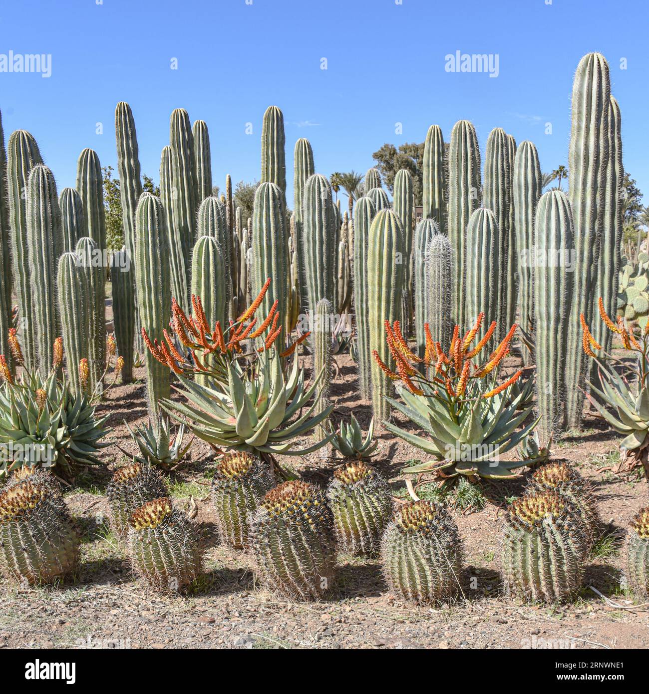 Marrakech, Morocco - Feb 25, 2023: Colourful cactus species growing at ...
