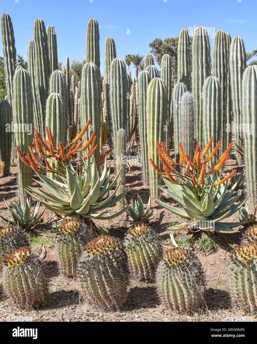 Marrakech, Morocco - Feb 25, 2023: Colourful cactus species growing at ...