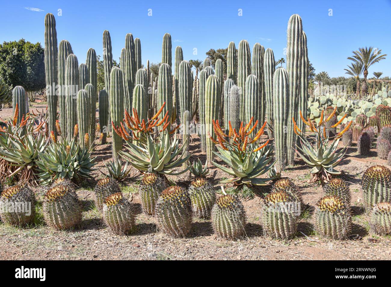 Marrakech, Morocco - Feb 25, 2023: Colourful cactus species growing at ...