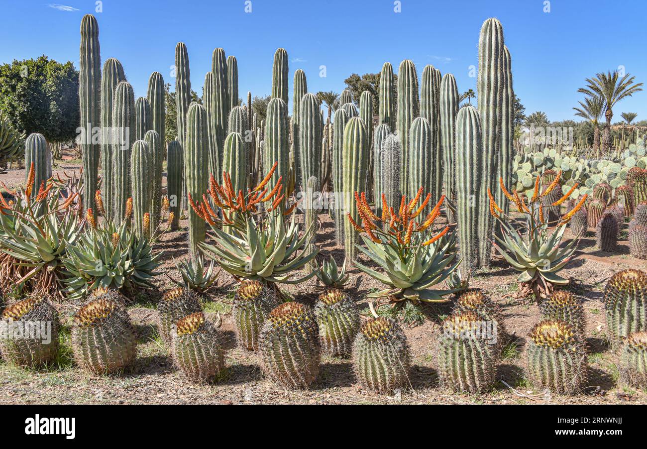 Marrakech, Morocco - Feb 25, 2023: Colourful cactus species growing at ...