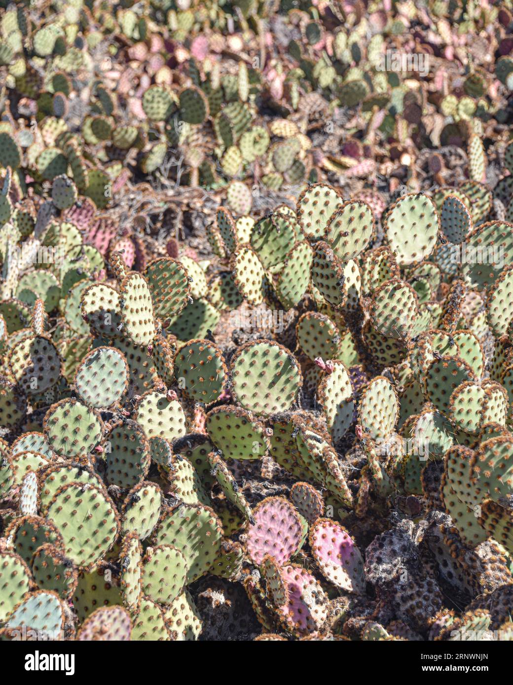 Marrakech, Morocco - Feb 25, 2023: Colourful cactus species growing at ...