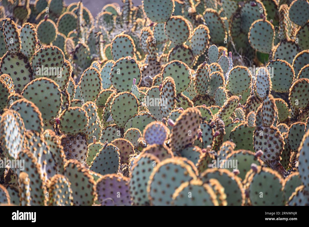 Marrakech, Morocco - Feb 25, 2023: Colourful cactus species growing at ...
