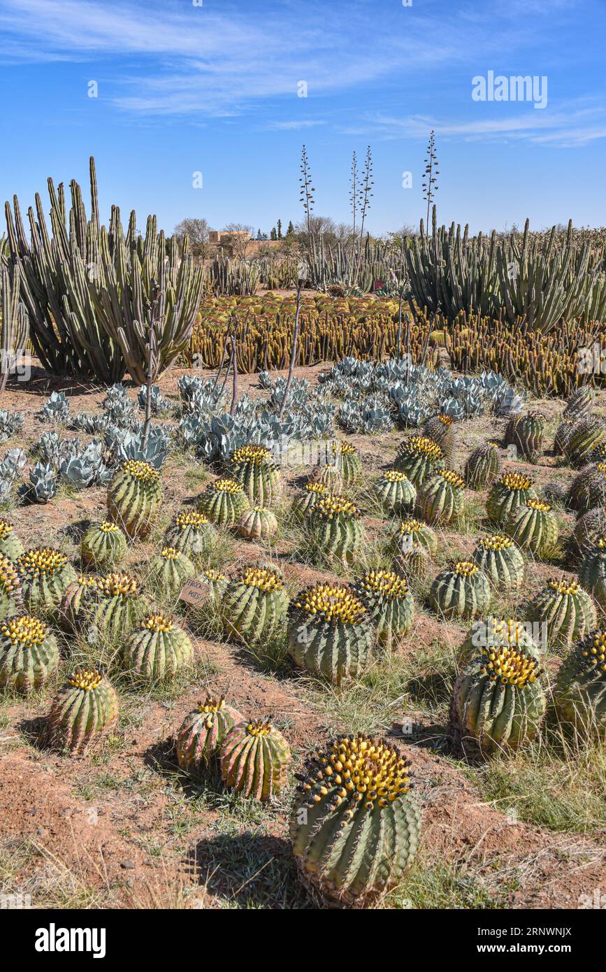 Marrakech, Morocco - Feb 25, 2023: Colourful cactus species growing at ...