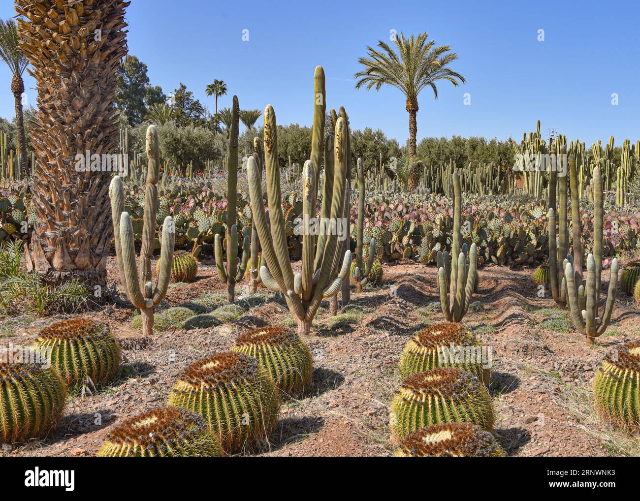Marrakech, Morocco - Feb 25, 2023: Colourful cactus species growing at ...