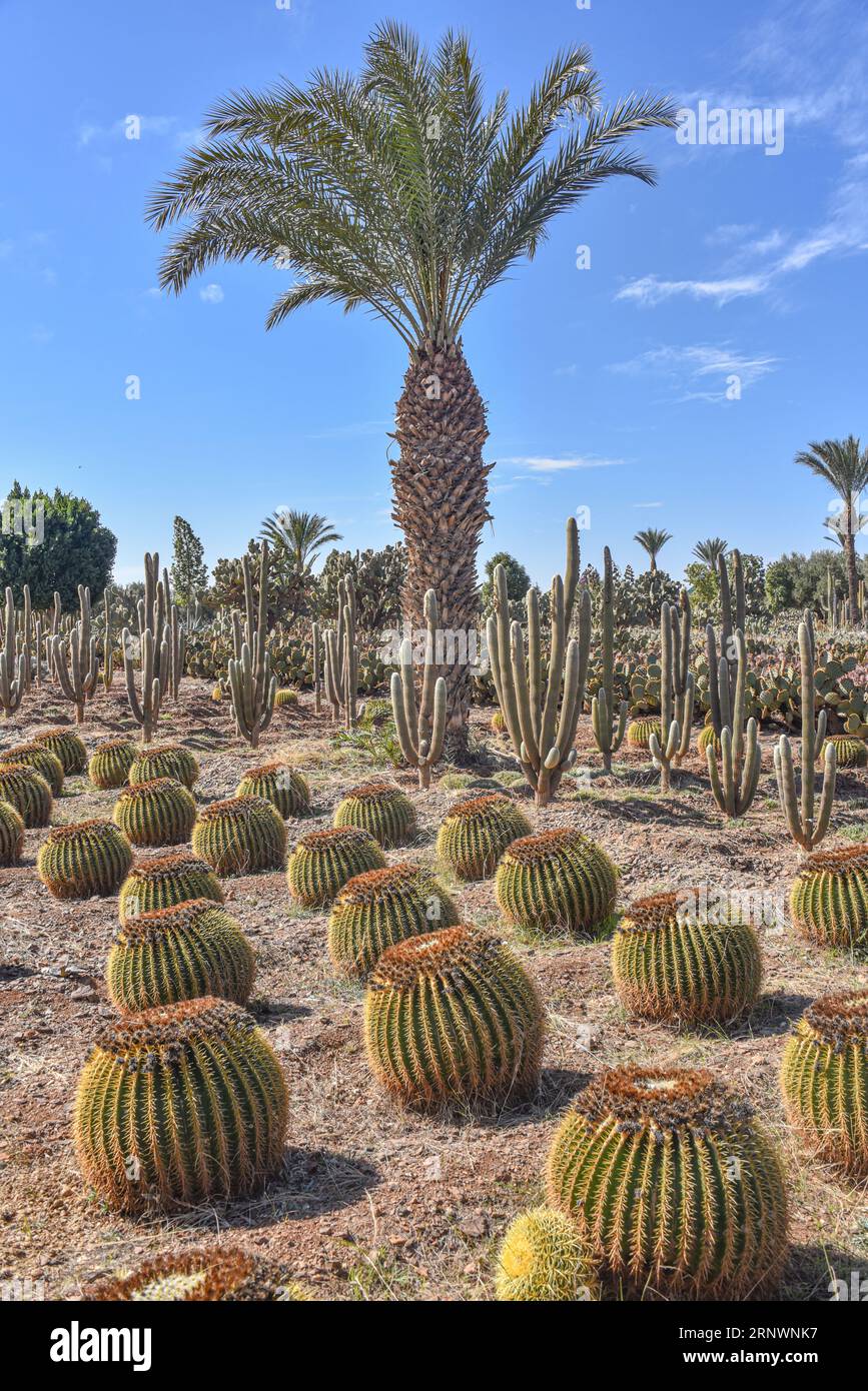 Marrakech, Morocco - Feb 25, 2023: Colourful cactus species growing at ...