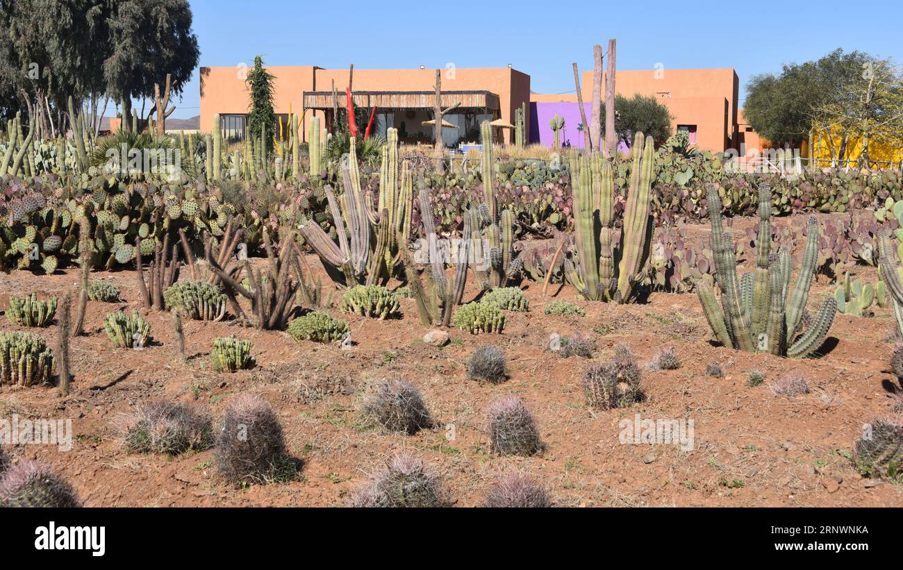 Marrakech, Morocco - Feb 25, 2023: Colourful cactus species growing at ...