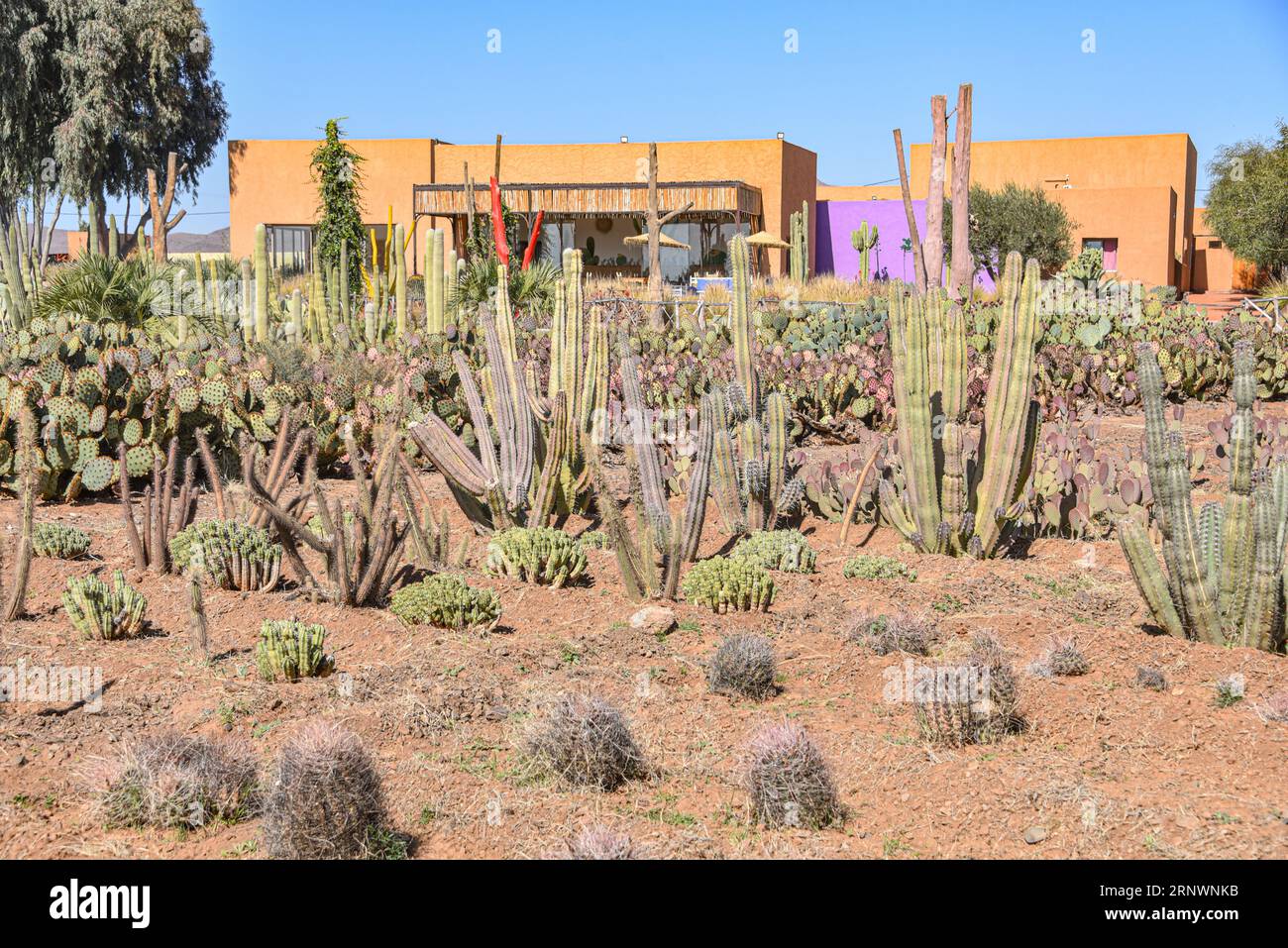 Marrakech, Morocco - Feb 25, 2023: Colourful cactus species growing at ...