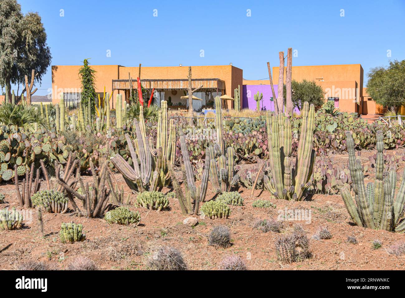 Marrakech, Morocco - Feb 25, 2023: Colourful cactus species growing at ...