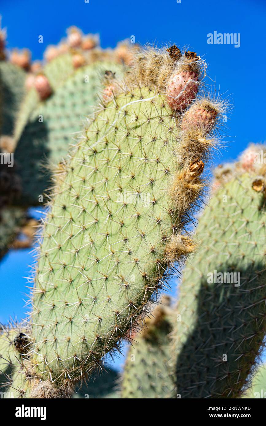 Marrakech, Morocco - Feb 25, 2023: Colourful cactus species growing at ...