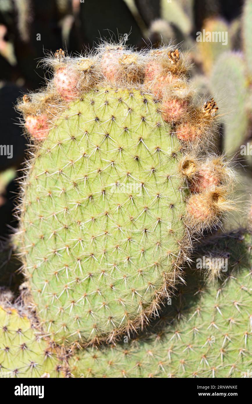 Marrakech, Morocco - Feb 25, 2023: Colourful cactus species growing at ...