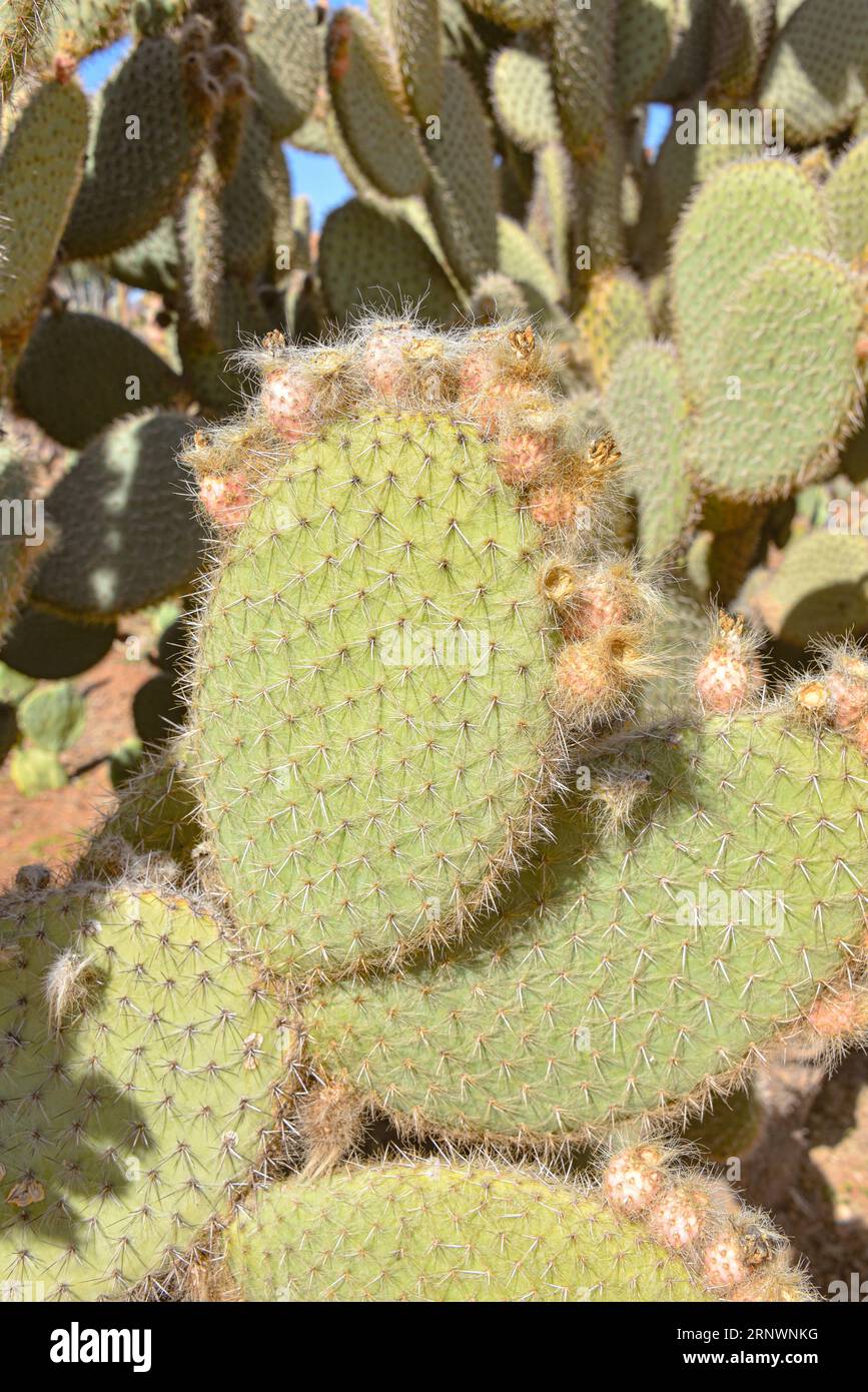 Marrakech, Morocco - Feb 25, 2023: Colourful cactus species growing at ...