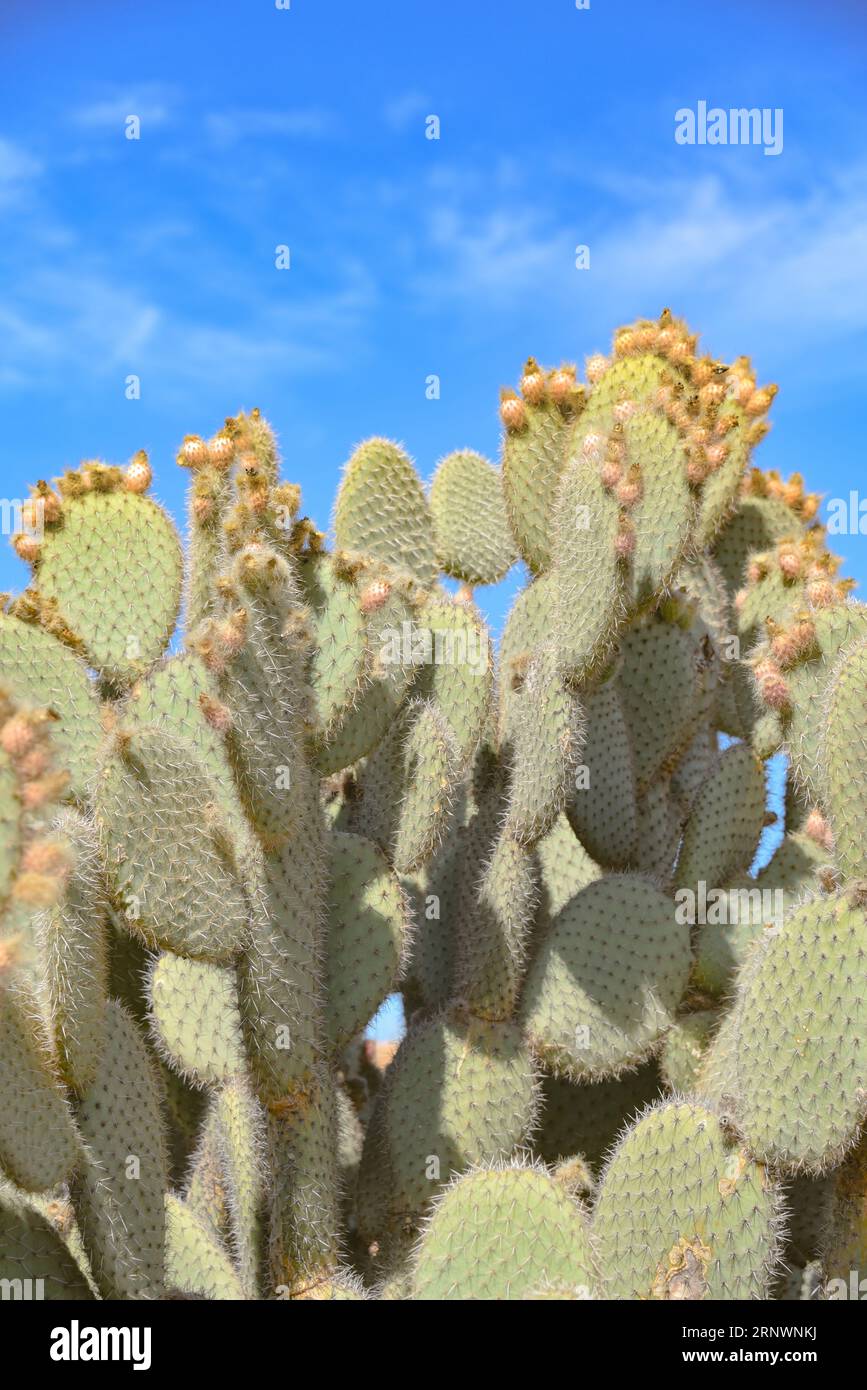 Marrakech, Morocco - Feb 25, 2023: Colourful cactus species growing at ...