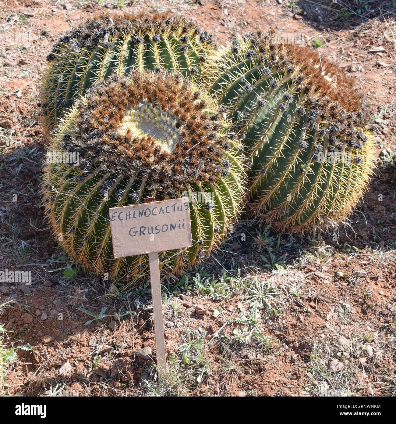 Marrakech, Morocco - Feb 25, 2023: Colourful cactus species growing at ...