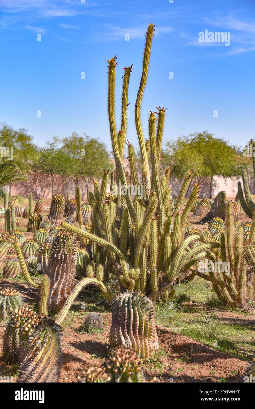 Marrakech, Morocco - Feb 25, 2023: Colourful cactus species growing at ...