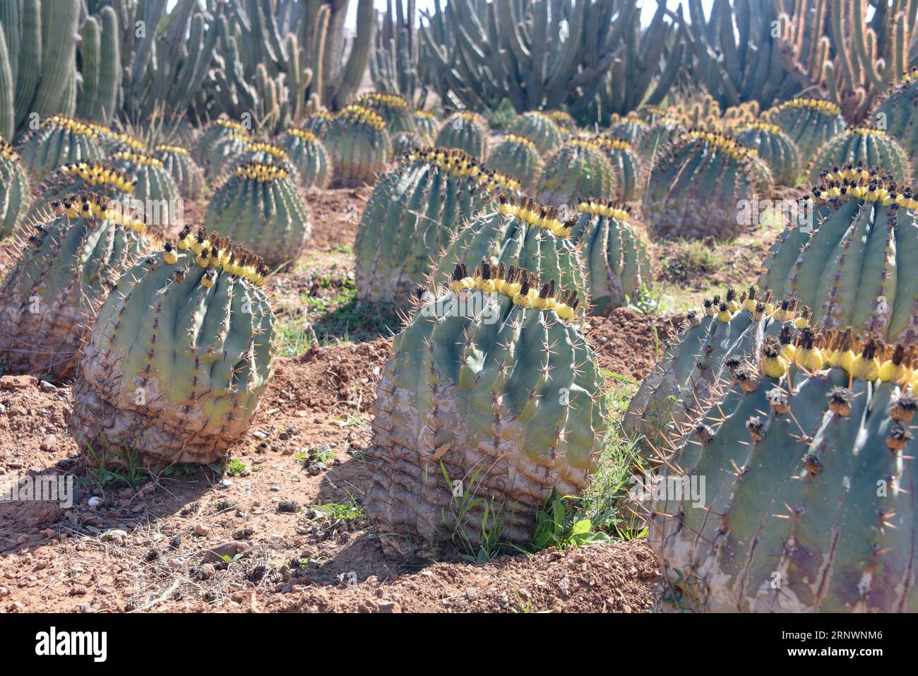 Marrakech, Morocco - Feb 25, 2023: Colourful cactus species growing at ...