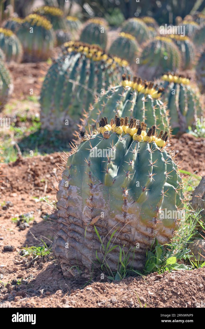 Marrakech, Morocco - Feb 25, 2023: Colourful cactus species growing at ...