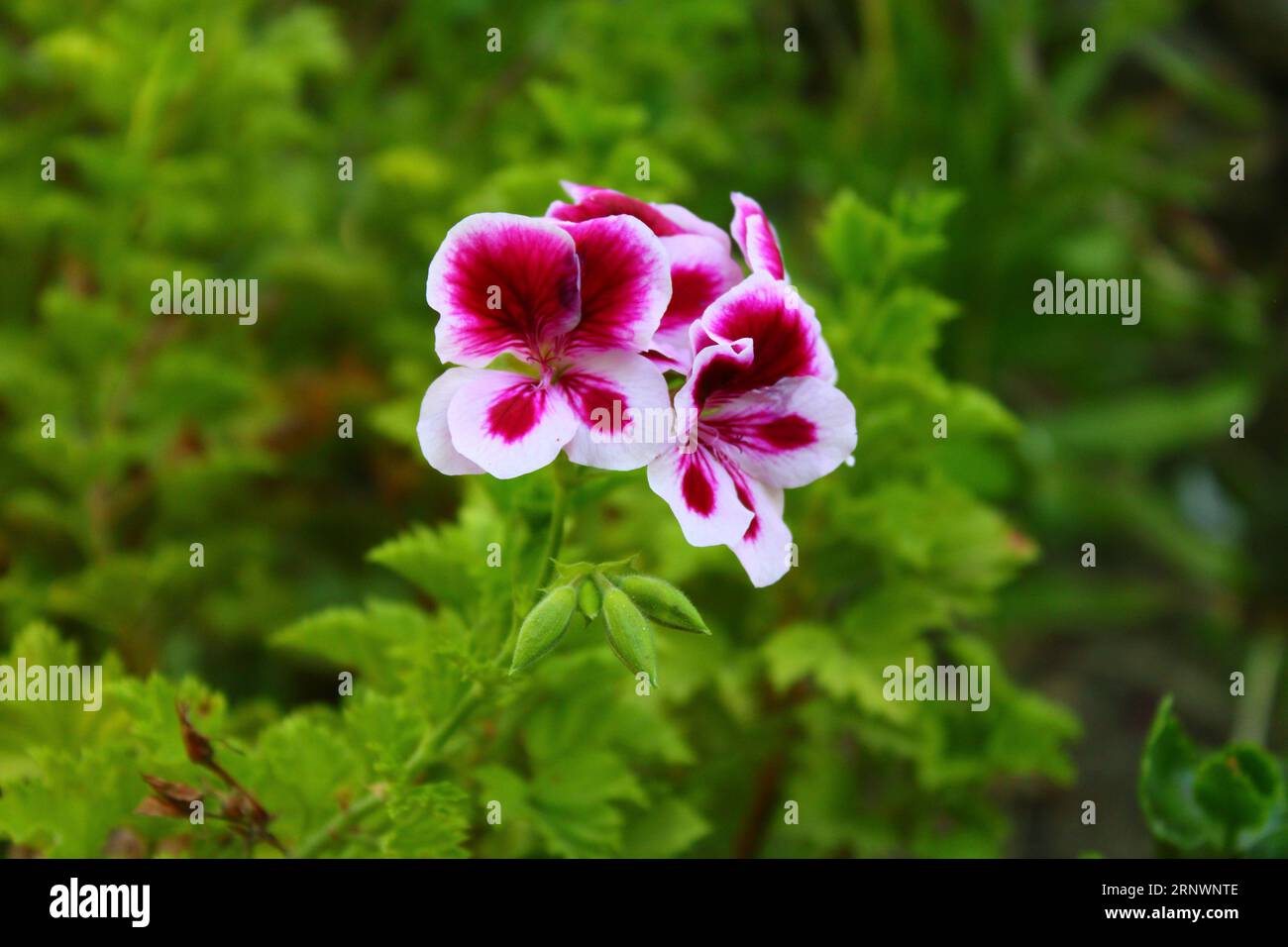 Pelargonium grandiflorum is a species of flowering plant in the family ...